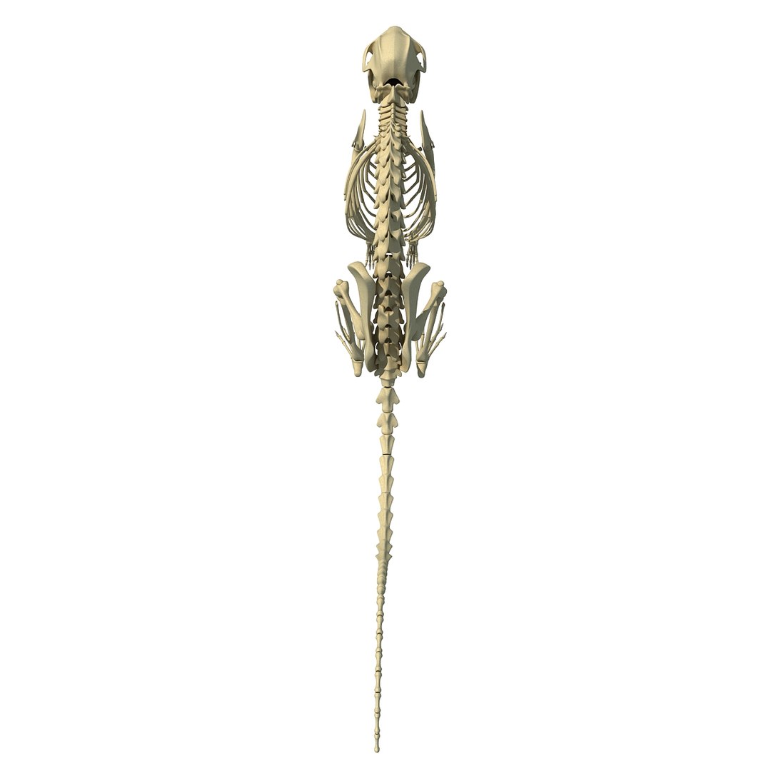 3d Model Rat Skeleton