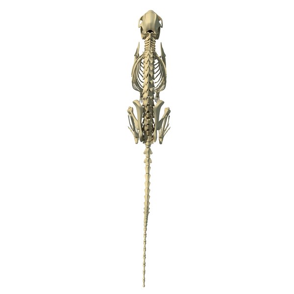 3d model rat skeleton