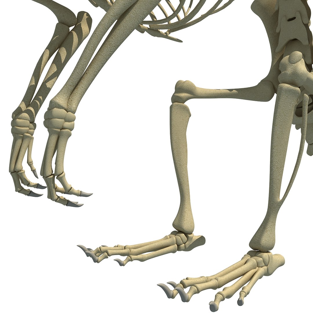 3d Model Rat Skeleton