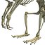 3d Model Rat Skeleton