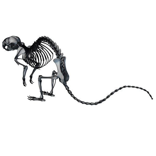 3d model rat skeleton