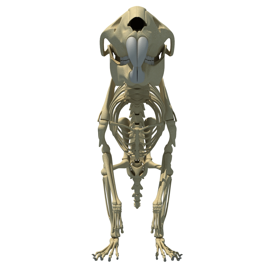 3d model rat skeleton
