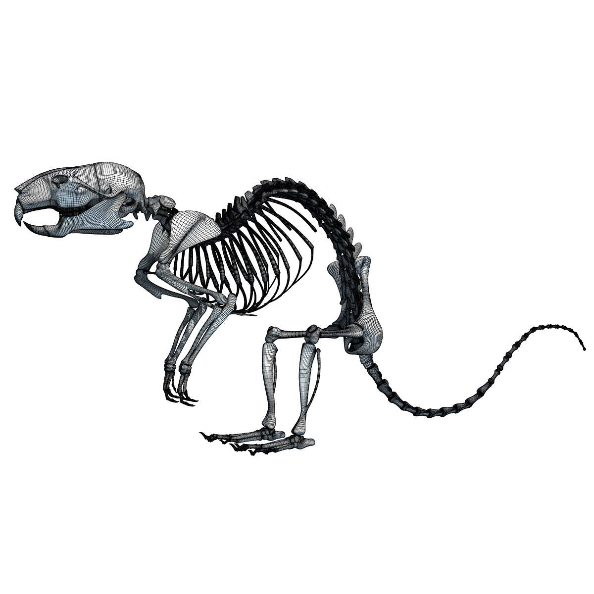 3d model rat skeleton