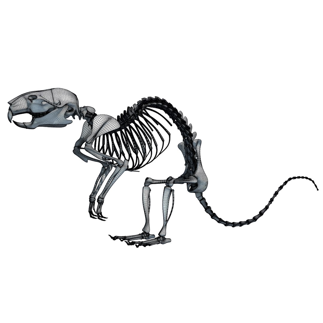 3d Model Rat Skeleton