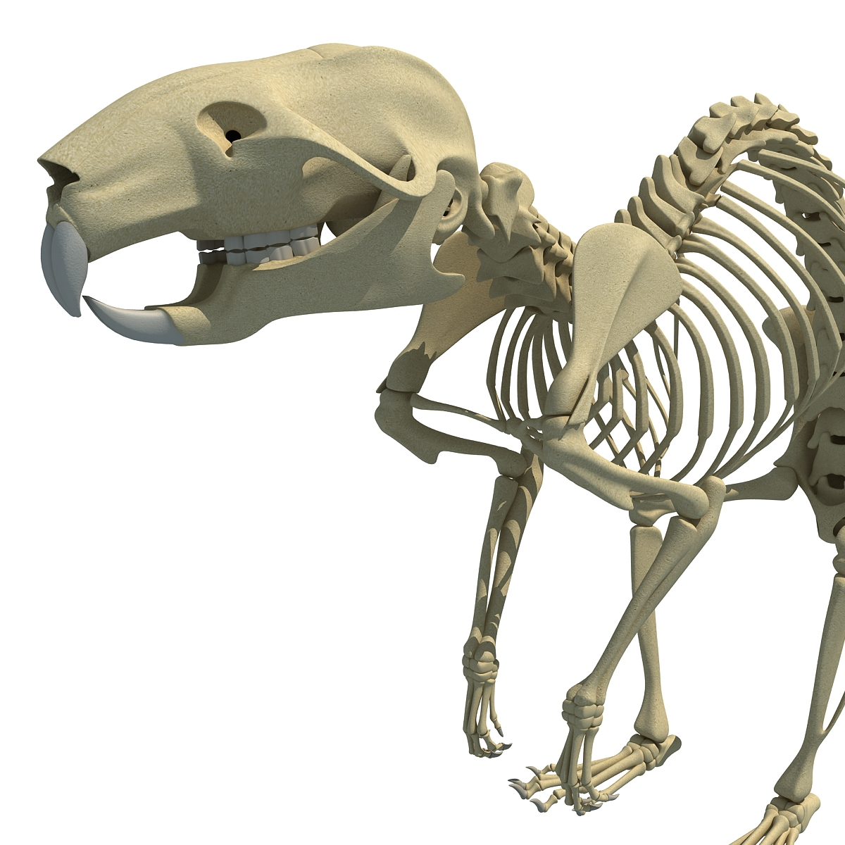 3d model rat skeleton