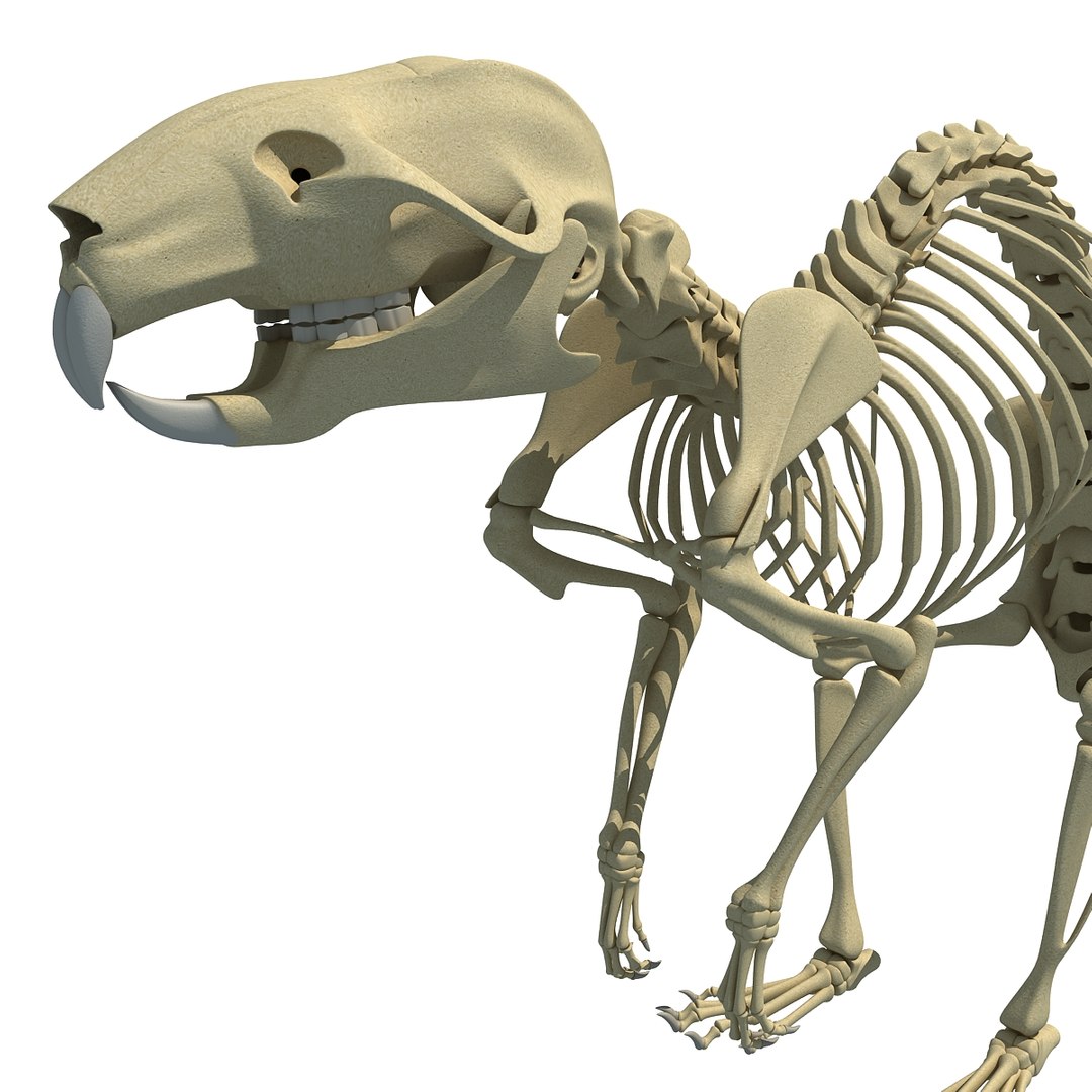 3d Model Rat Skeleton