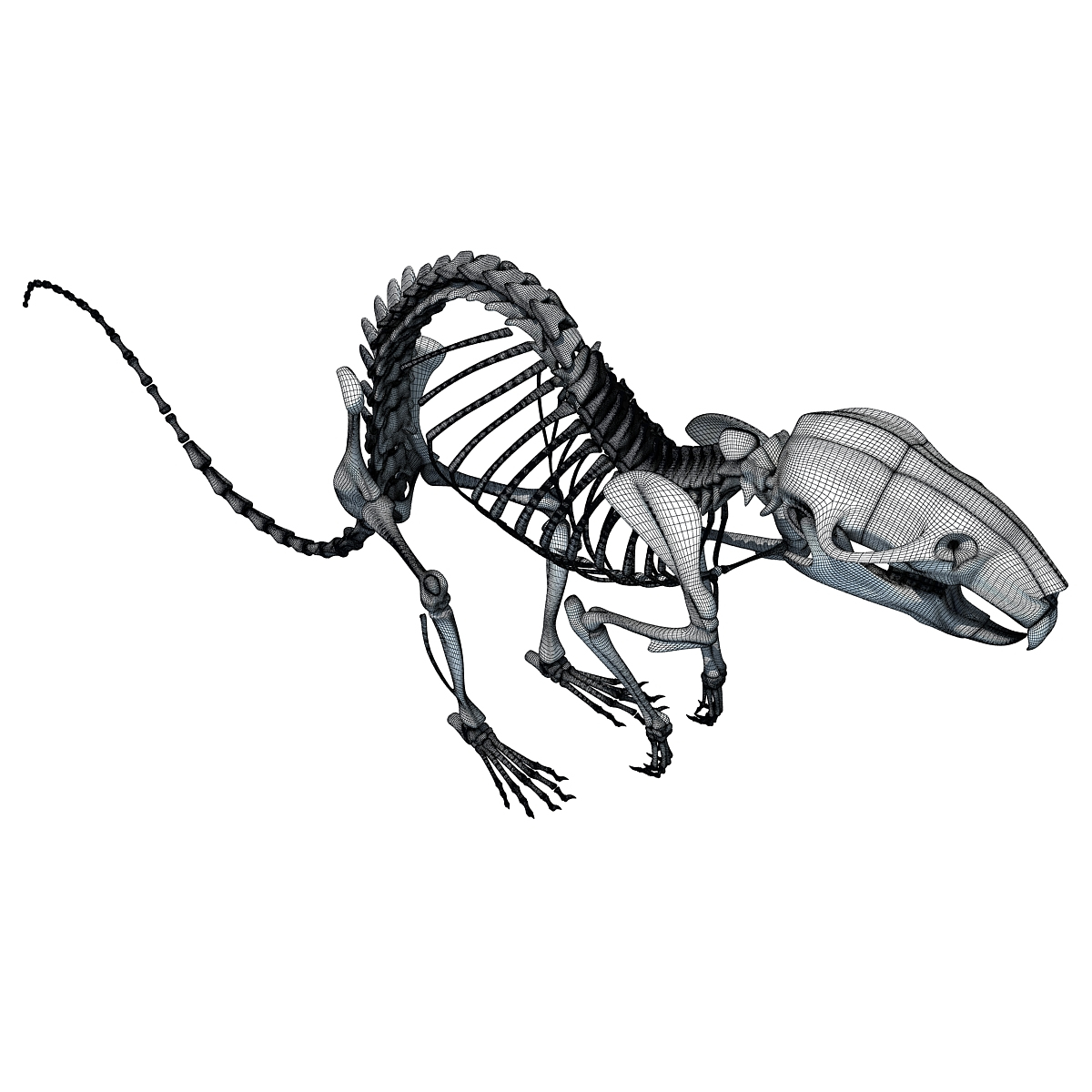 3d model rat skeleton