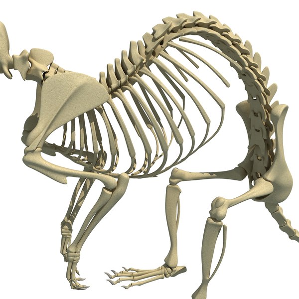 3d model rat skeleton