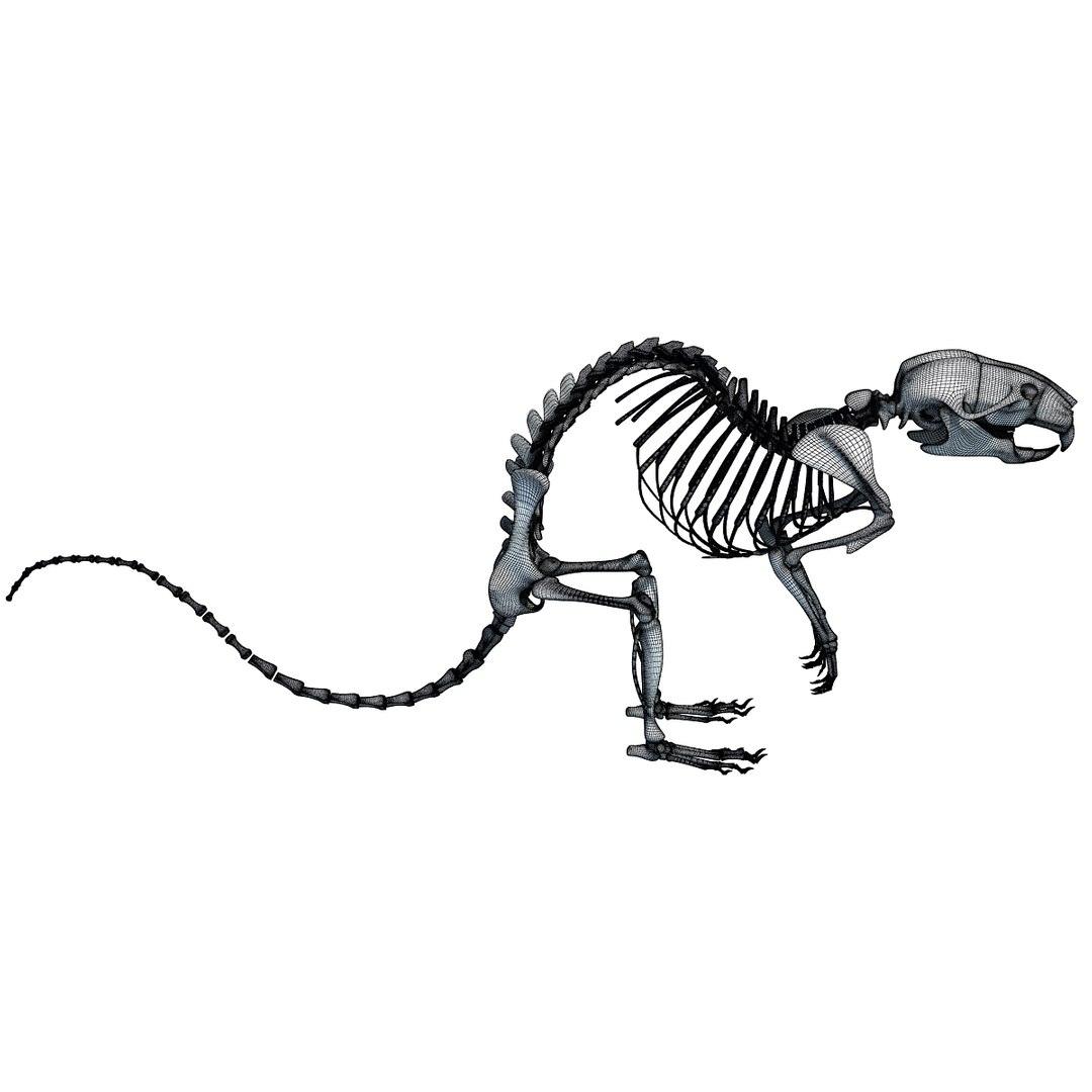 3d Model Rat Skeleton
