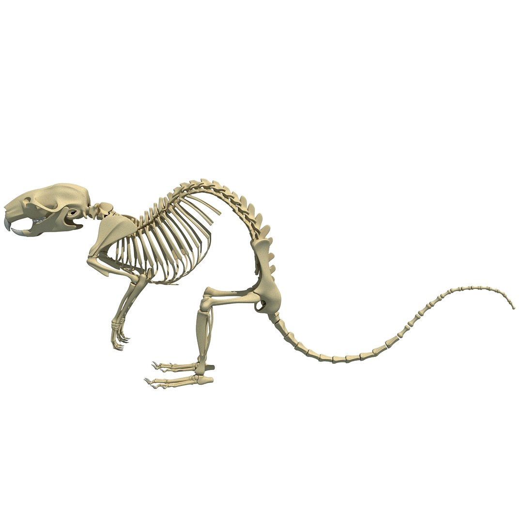 3d Model Rat Skeleton