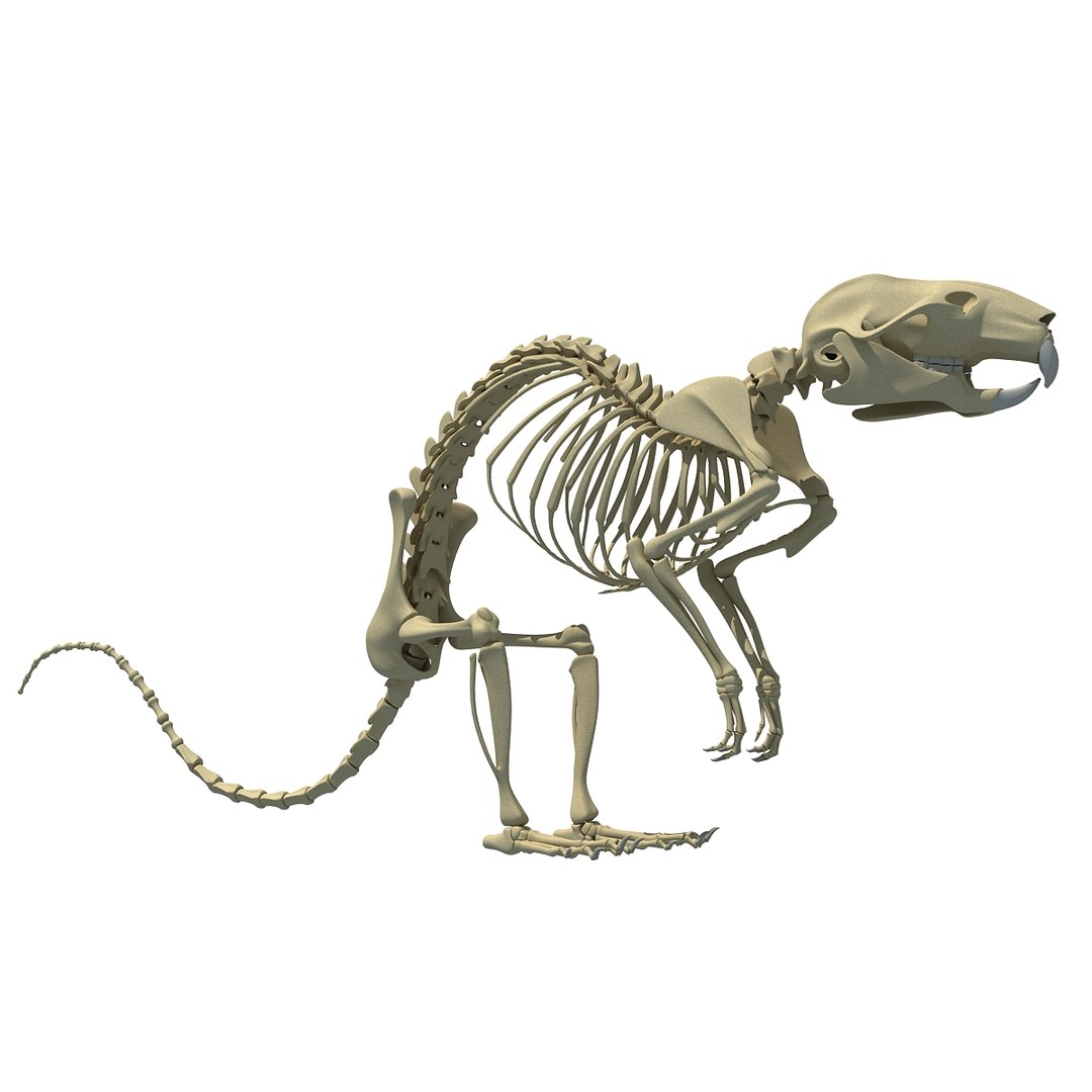 3d Model Rat Skeleton