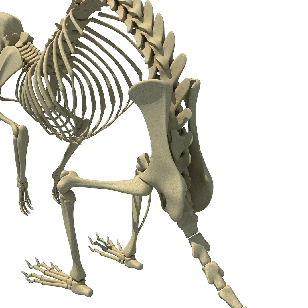 3d Model Rat Skeleton