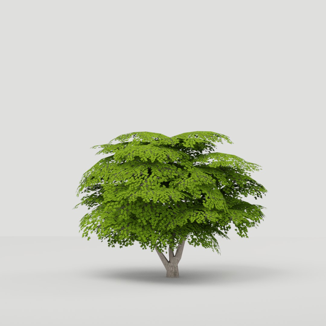 Maple Tree 02 3D - TurboSquid 1425812