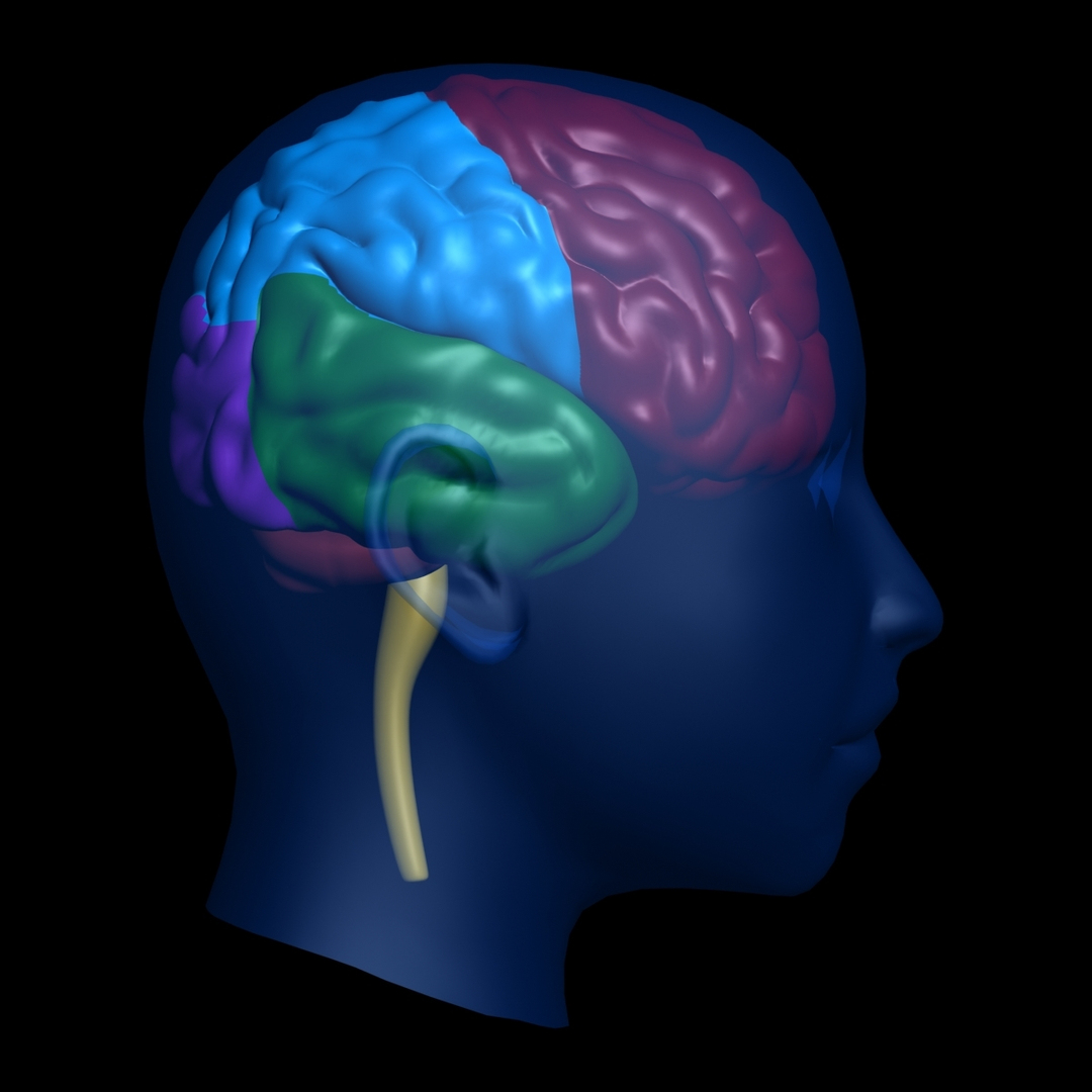Brain Head Education 3d Obj
