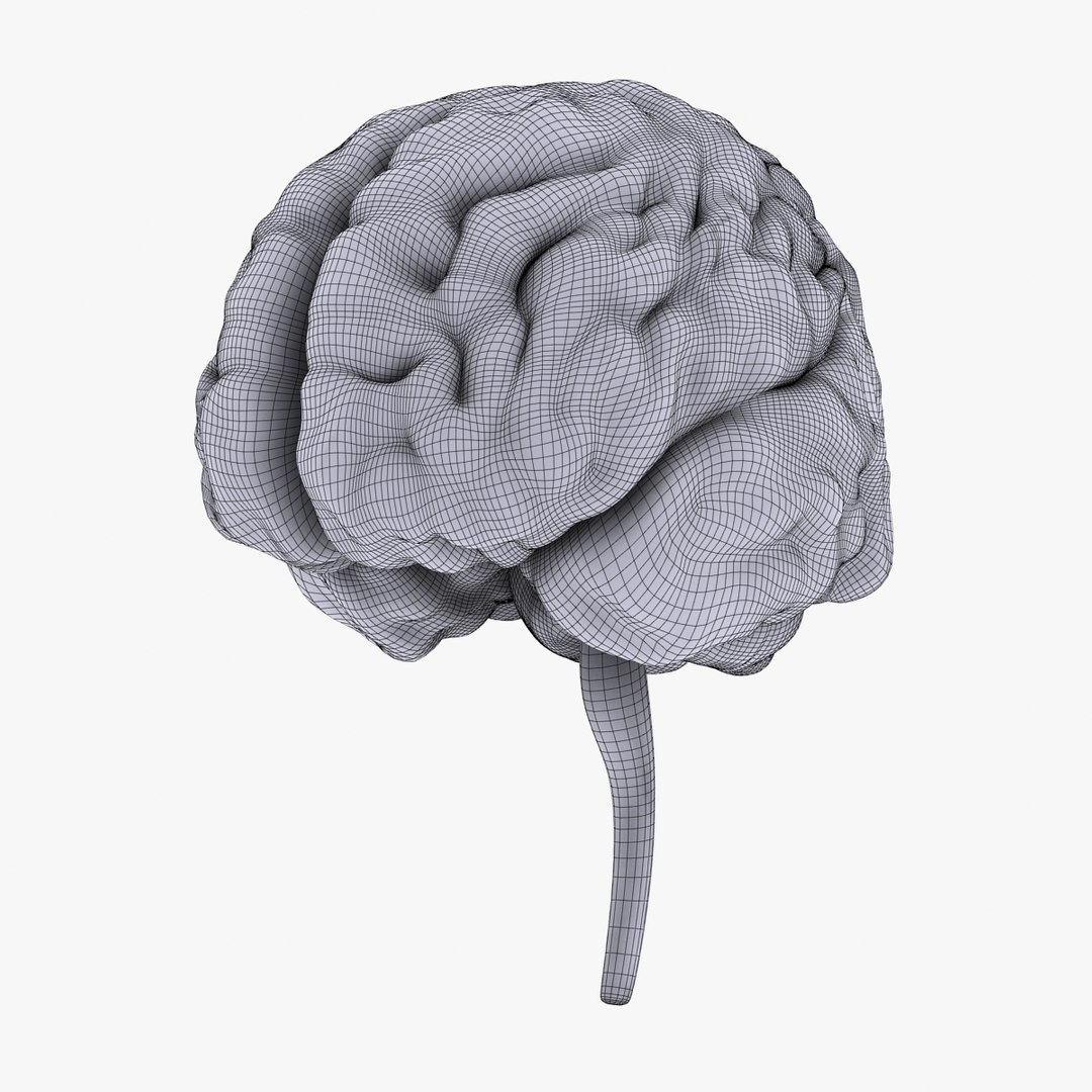 brain head education 3d obj