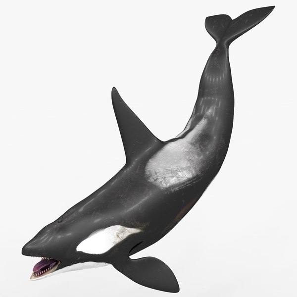 3D Orca Models | TurboSquid