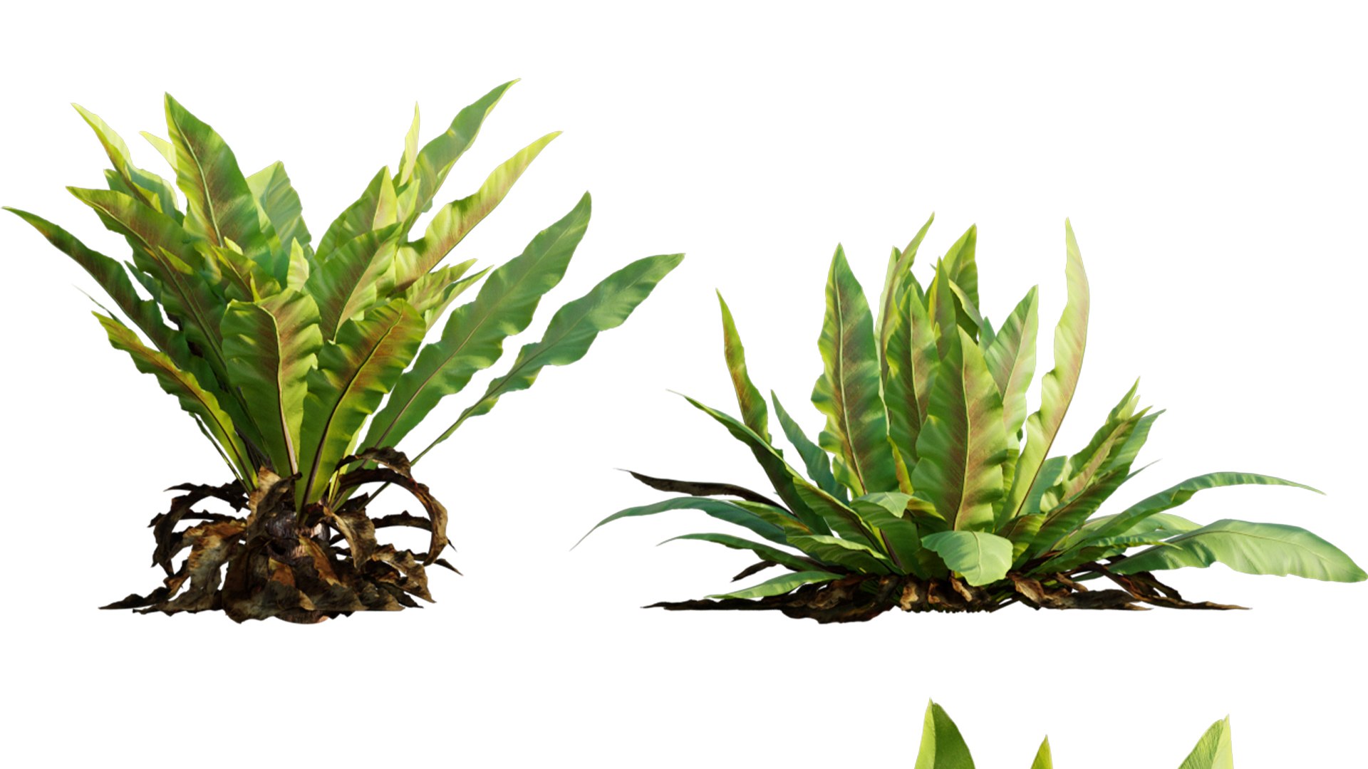 Asplenium Nidus - Birds Nest Fern 01 3D Model - TurboSquid 1782051