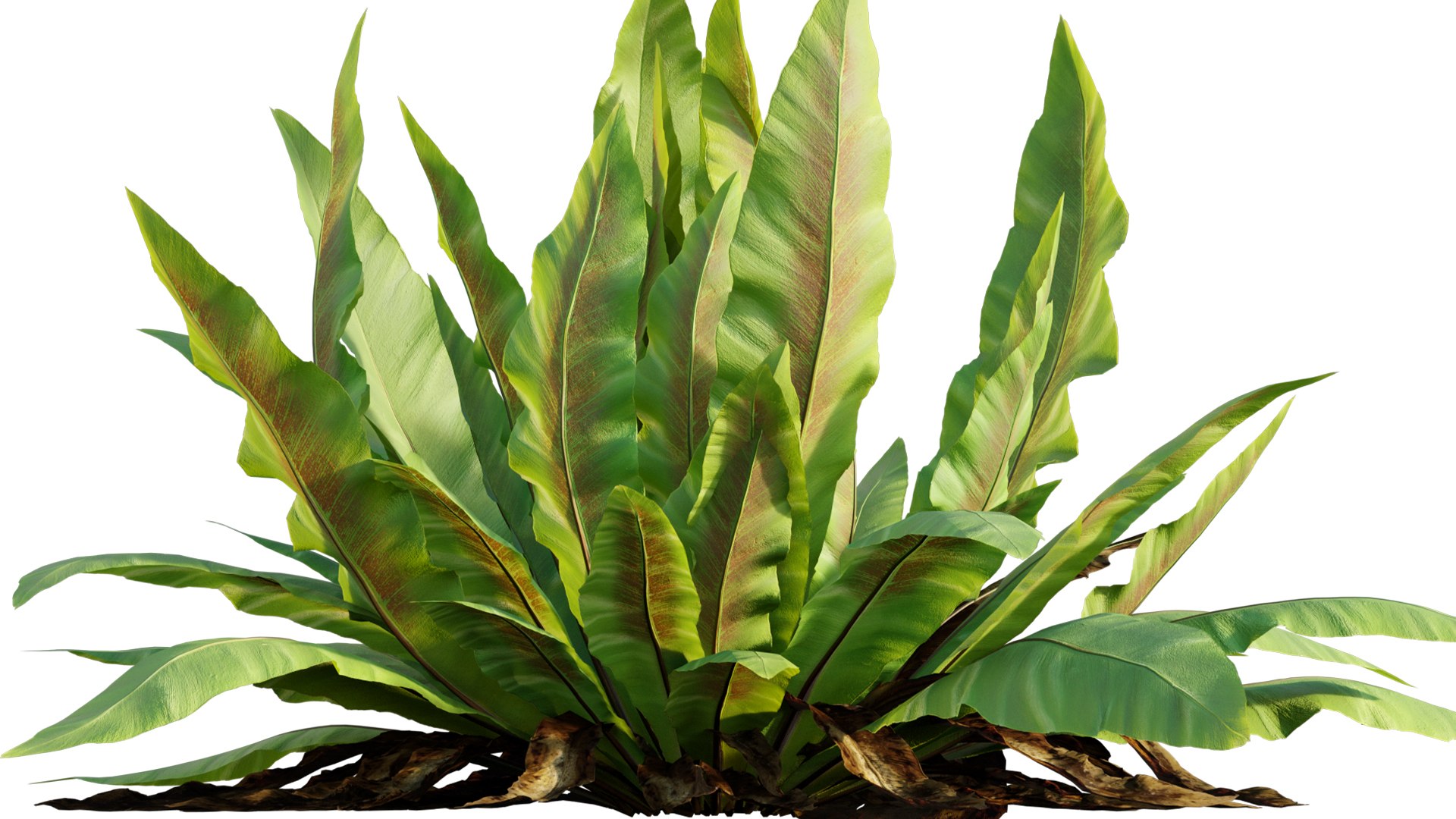 Asplenium Nidus - Birds Nest Fern 01 3D Model - TurboSquid 1782051