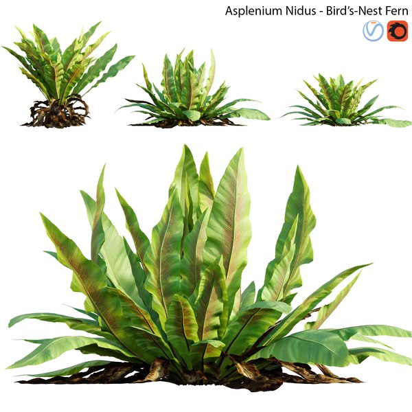 Asplenium nidus - Birds Nest Fern 01 3D model - TurboSquid 1782051