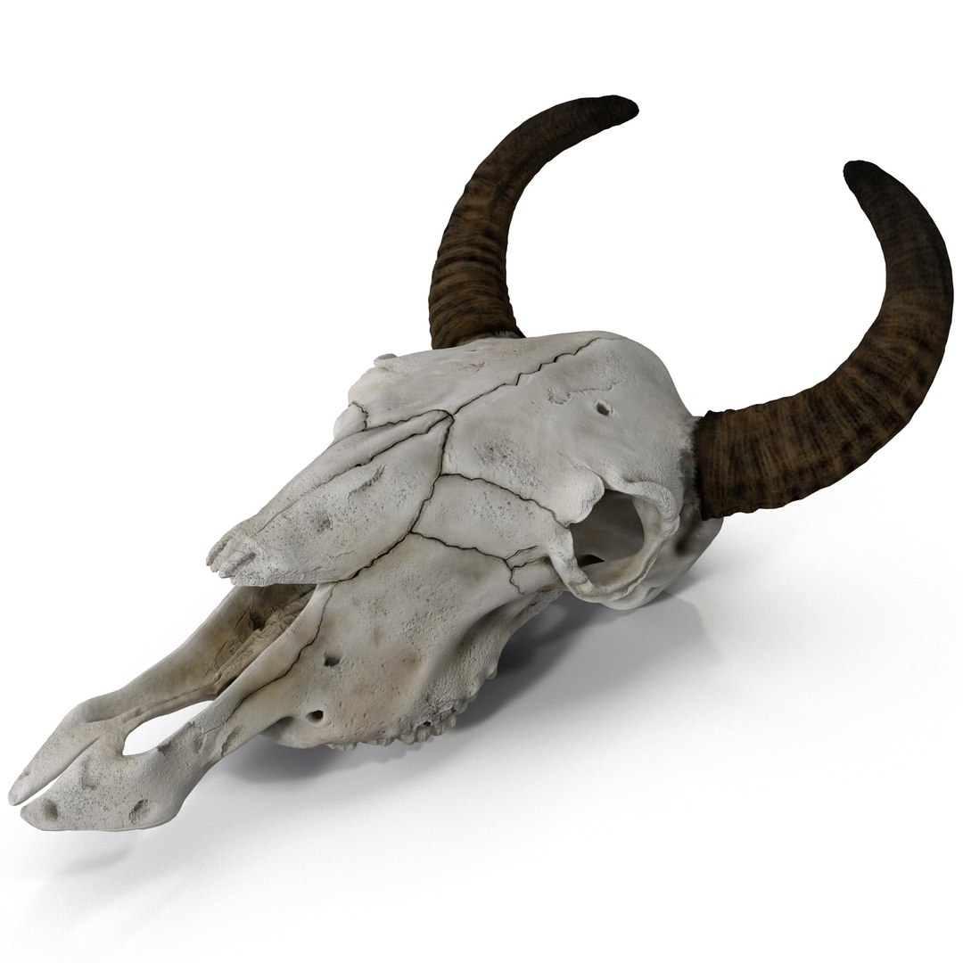 Cow Skull Max