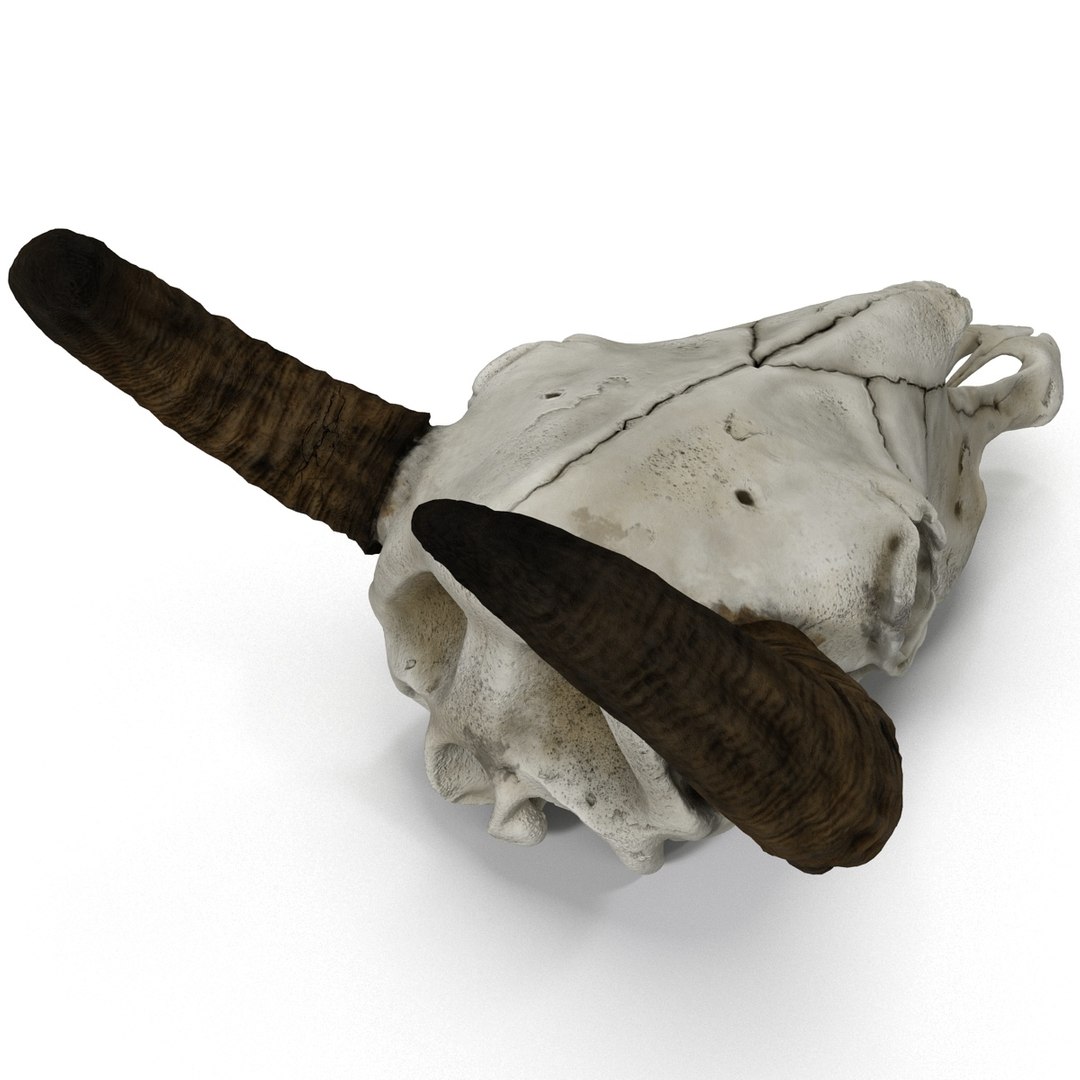 cow skull max