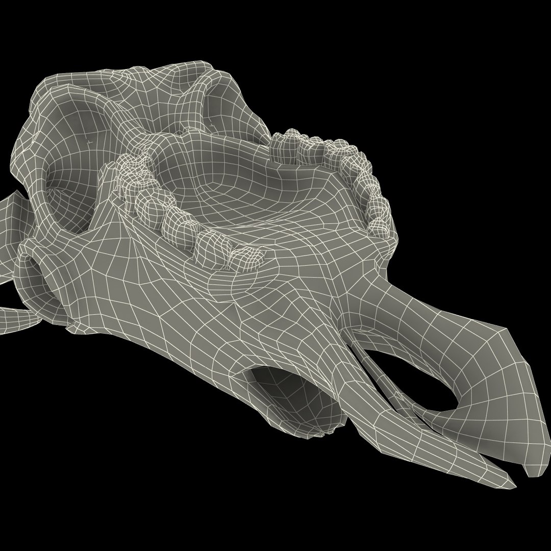 cow skull max