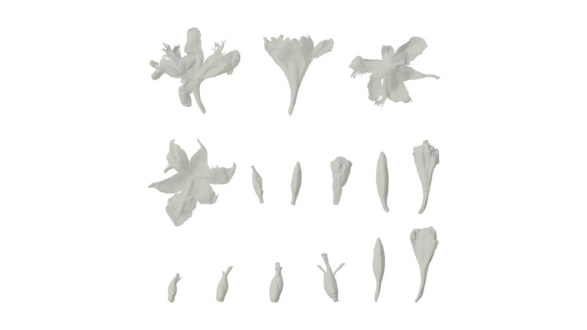 Anydrafts Iris Confusa Flower 01 Textures Model - TurboSquid 2356251