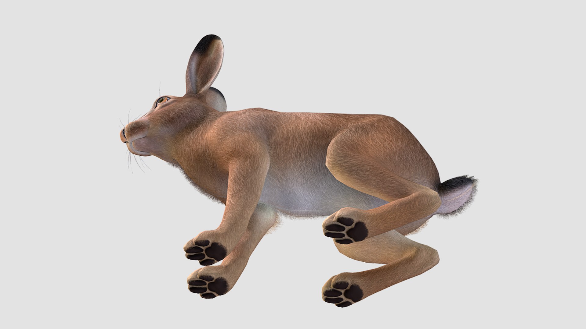 3D Hare Family model - TurboSquid 2129005