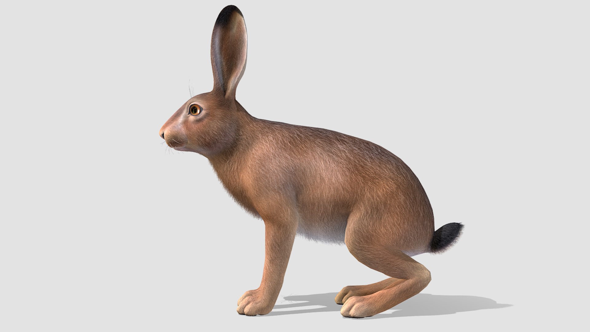 3D Hare Family Model - TurboSquid 2129005