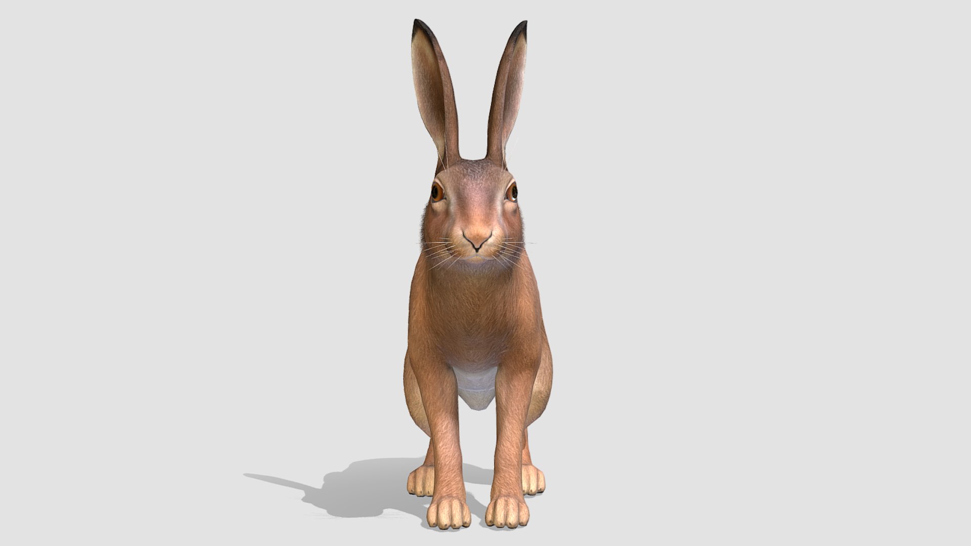 3D Hare Family Model - TurboSquid 2129005