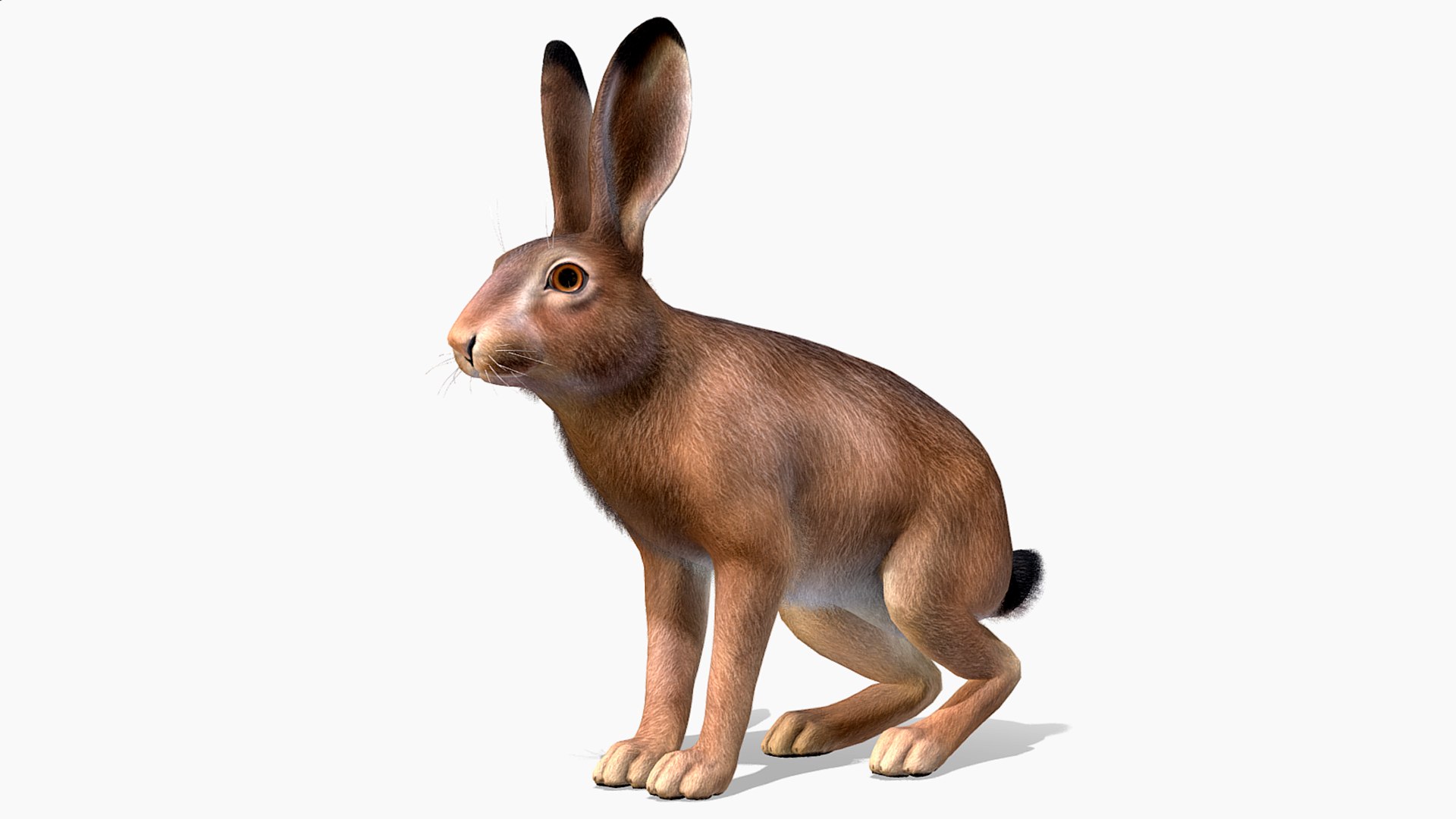 3D Hare Family model - TurboSquid 2129005