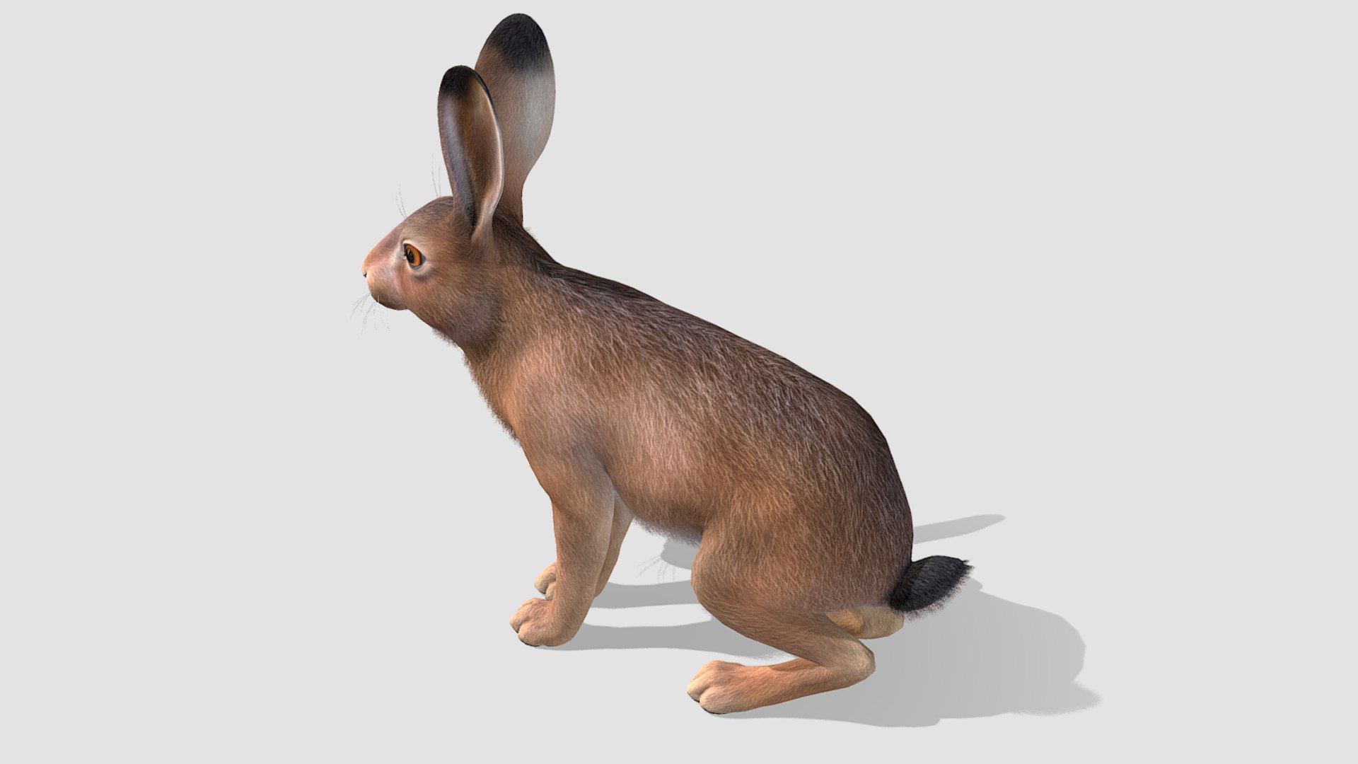 3D Hare Family Model - TurboSquid 2129005