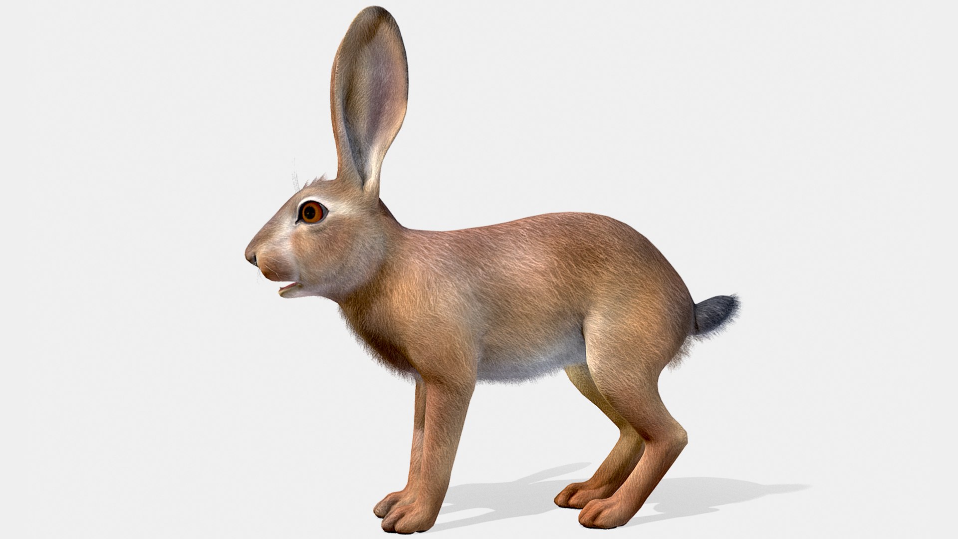 3D Hare Family model - TurboSquid 2129005