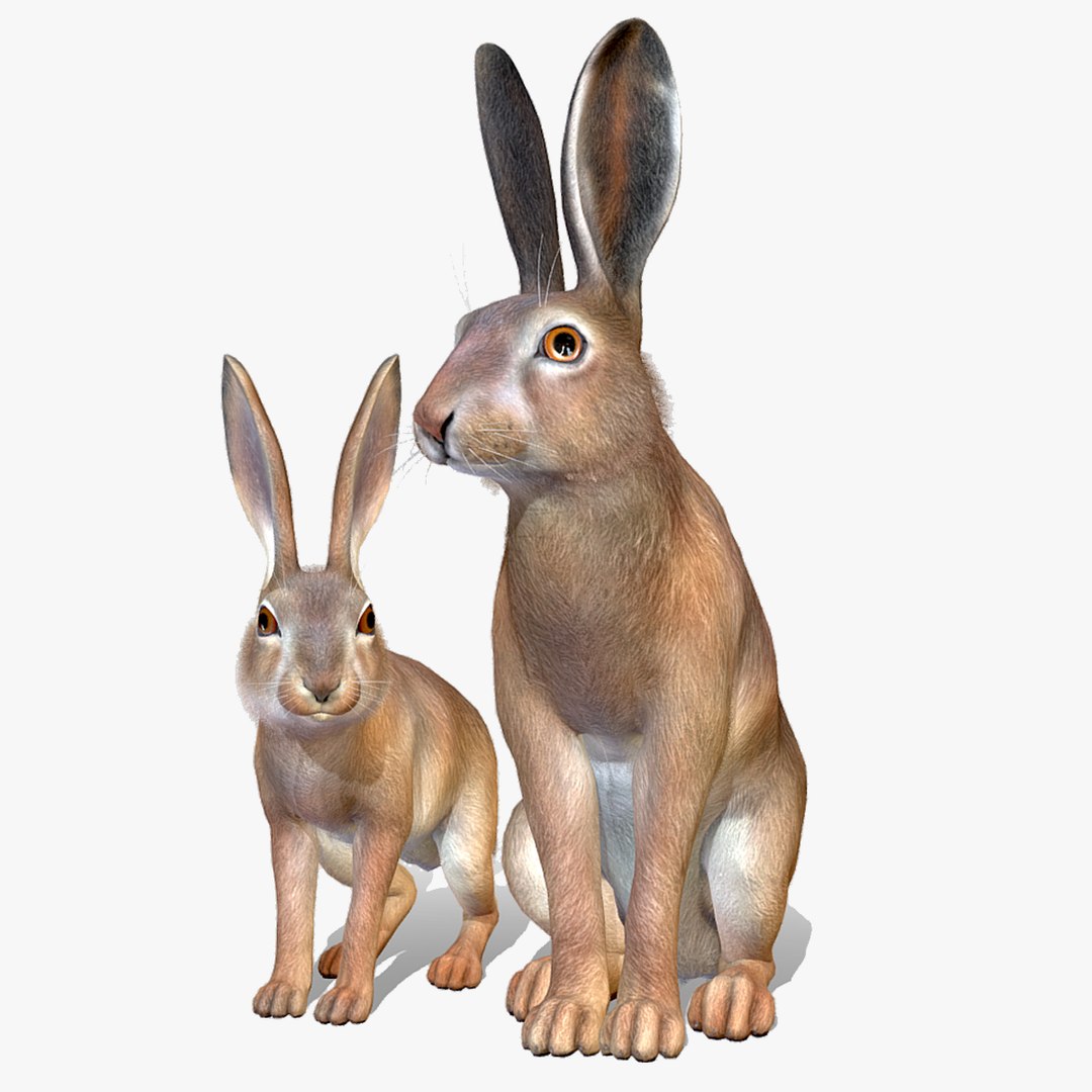 3D Hare Family model - TurboSquid 2129005