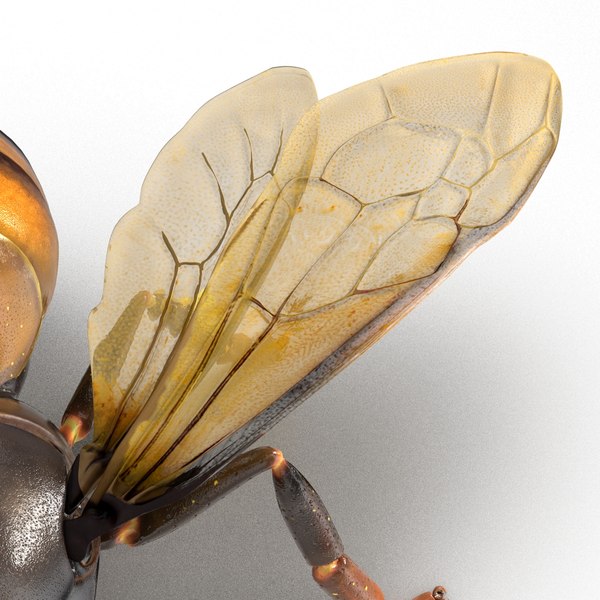3d model honey bee pose 4