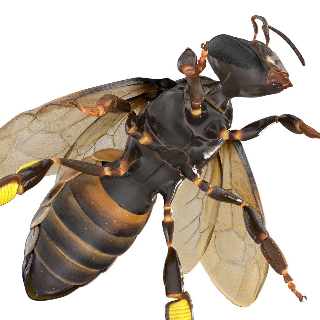 3d Model Honey Bee Pose 4