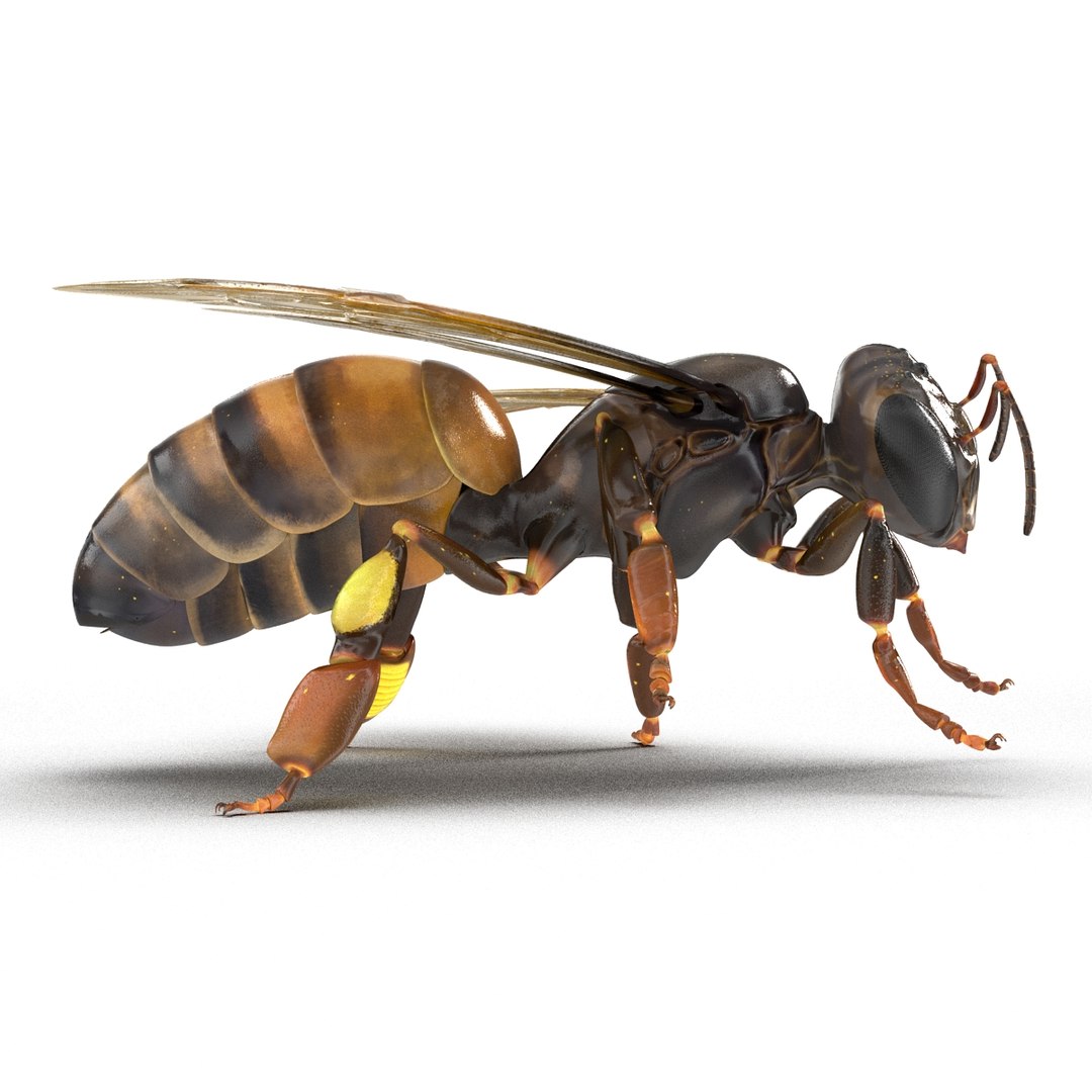 3d Model Honey Bee Pose 4