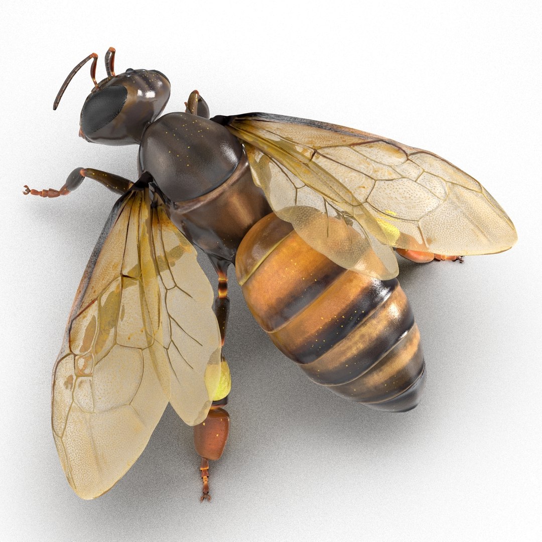 3d Model Honey Bee Pose 4