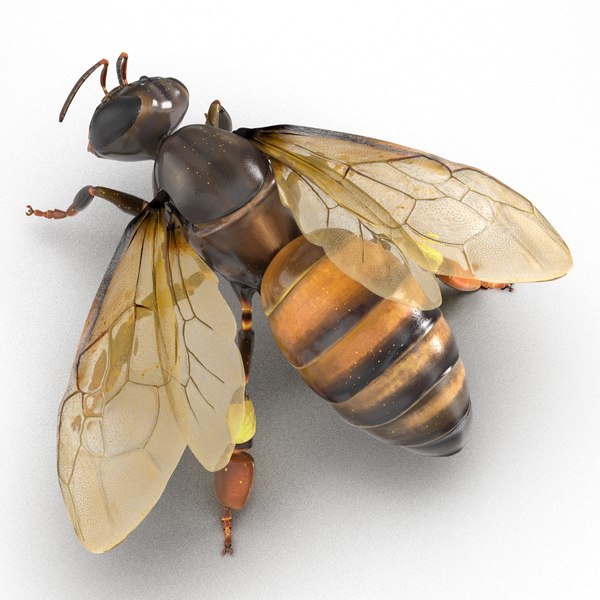 3d model honey bee pose 4