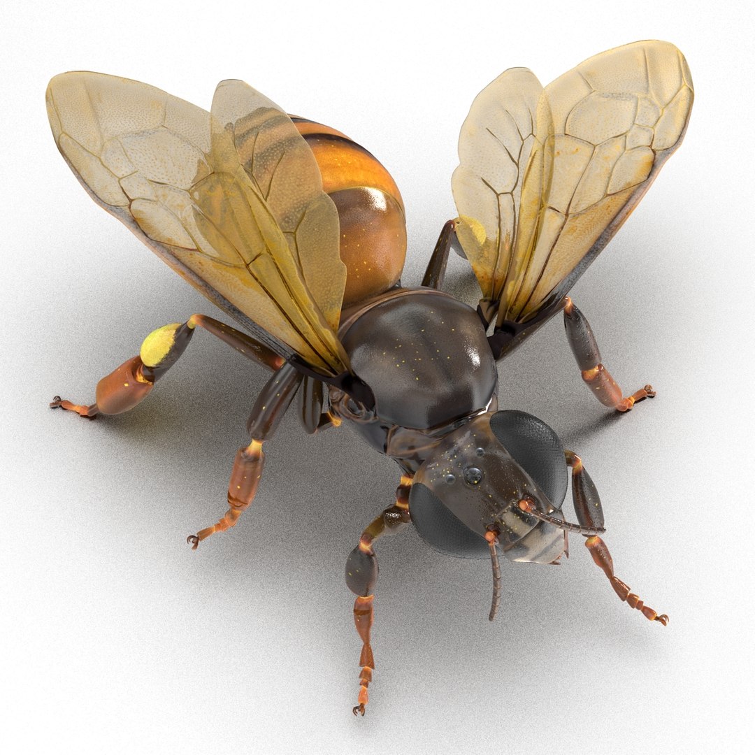 3d Model Honey Bee Pose 4