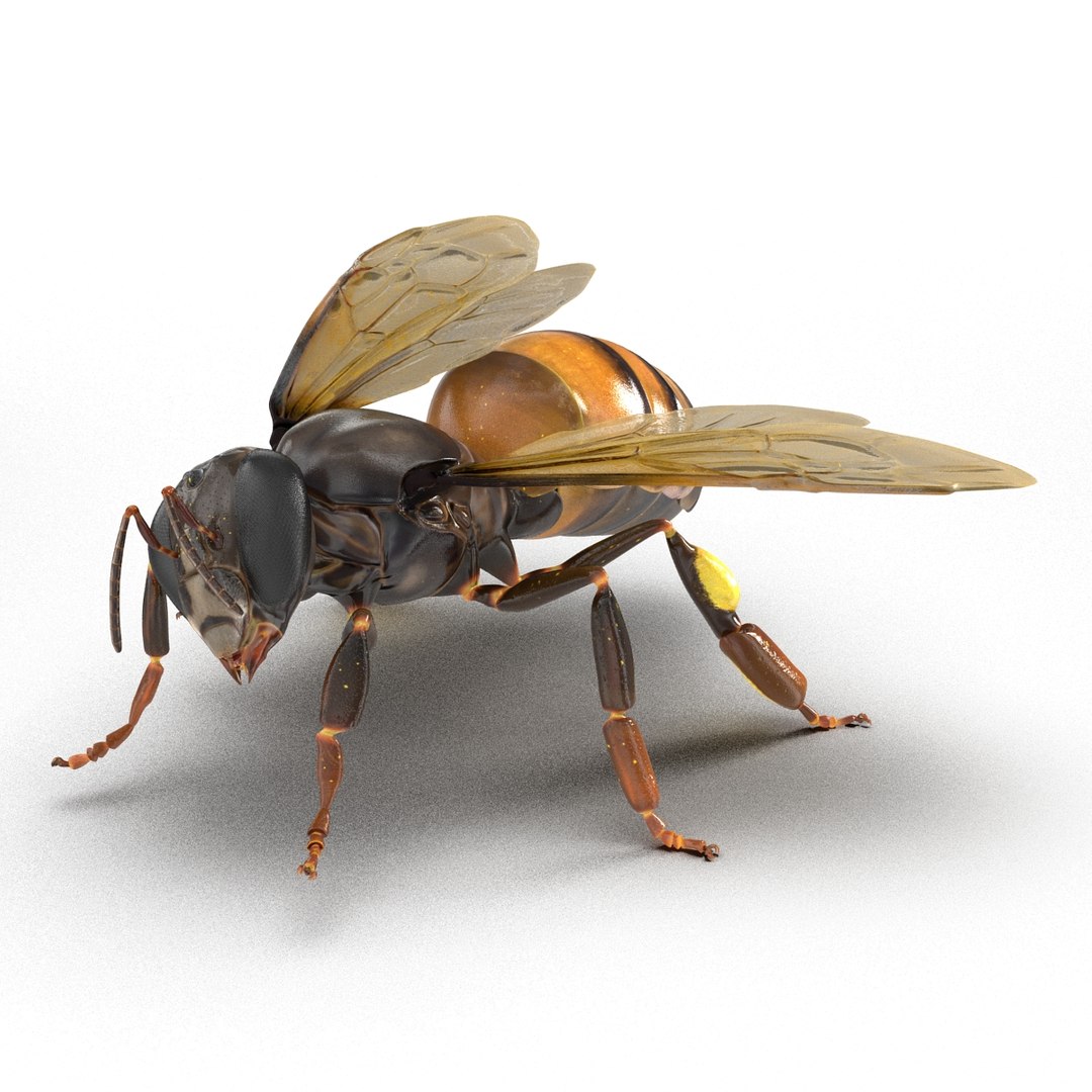 3d Model Honey Bee Pose 4