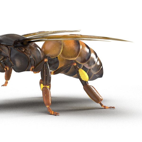3d model honey bee pose 4