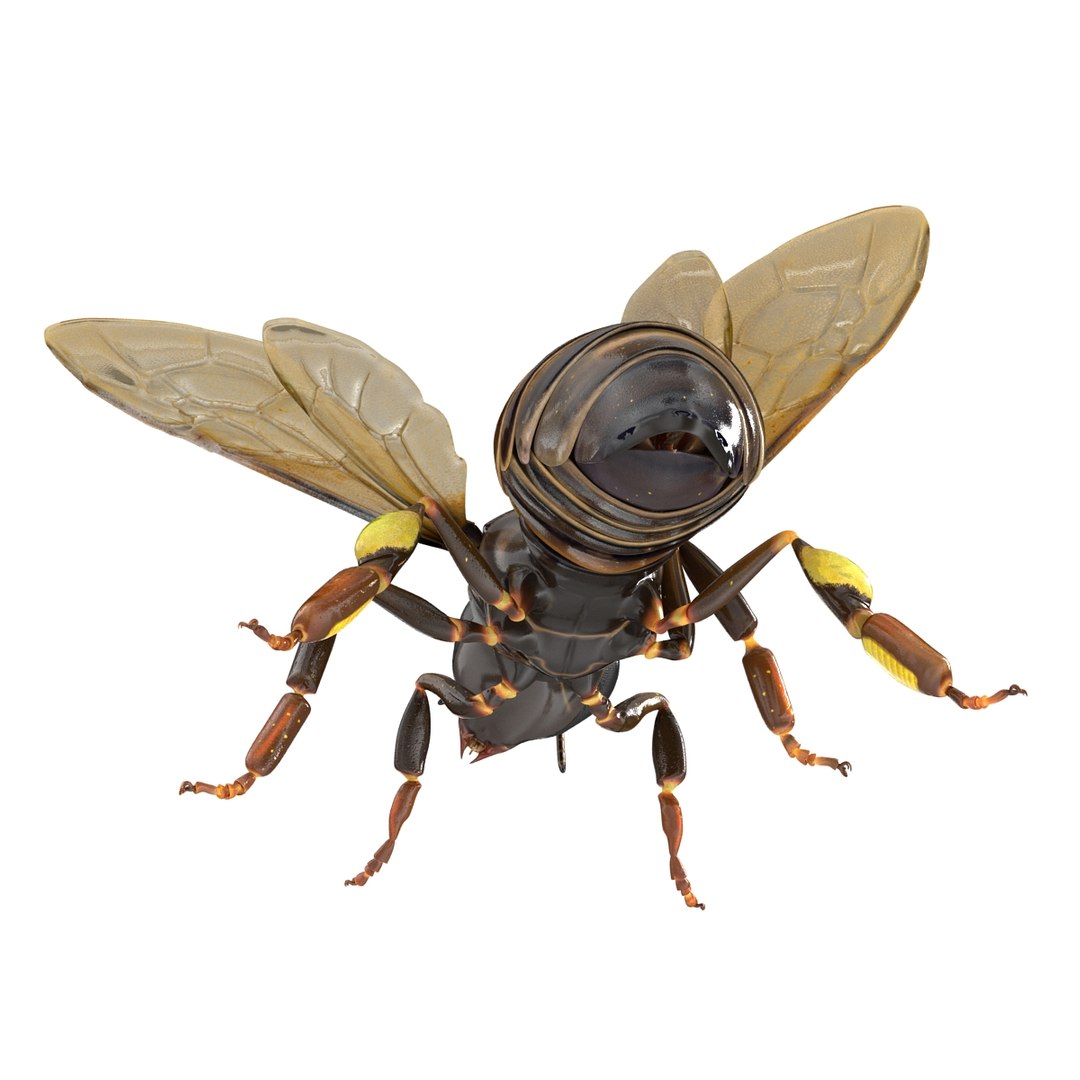 3d Model Honey Bee Pose 4