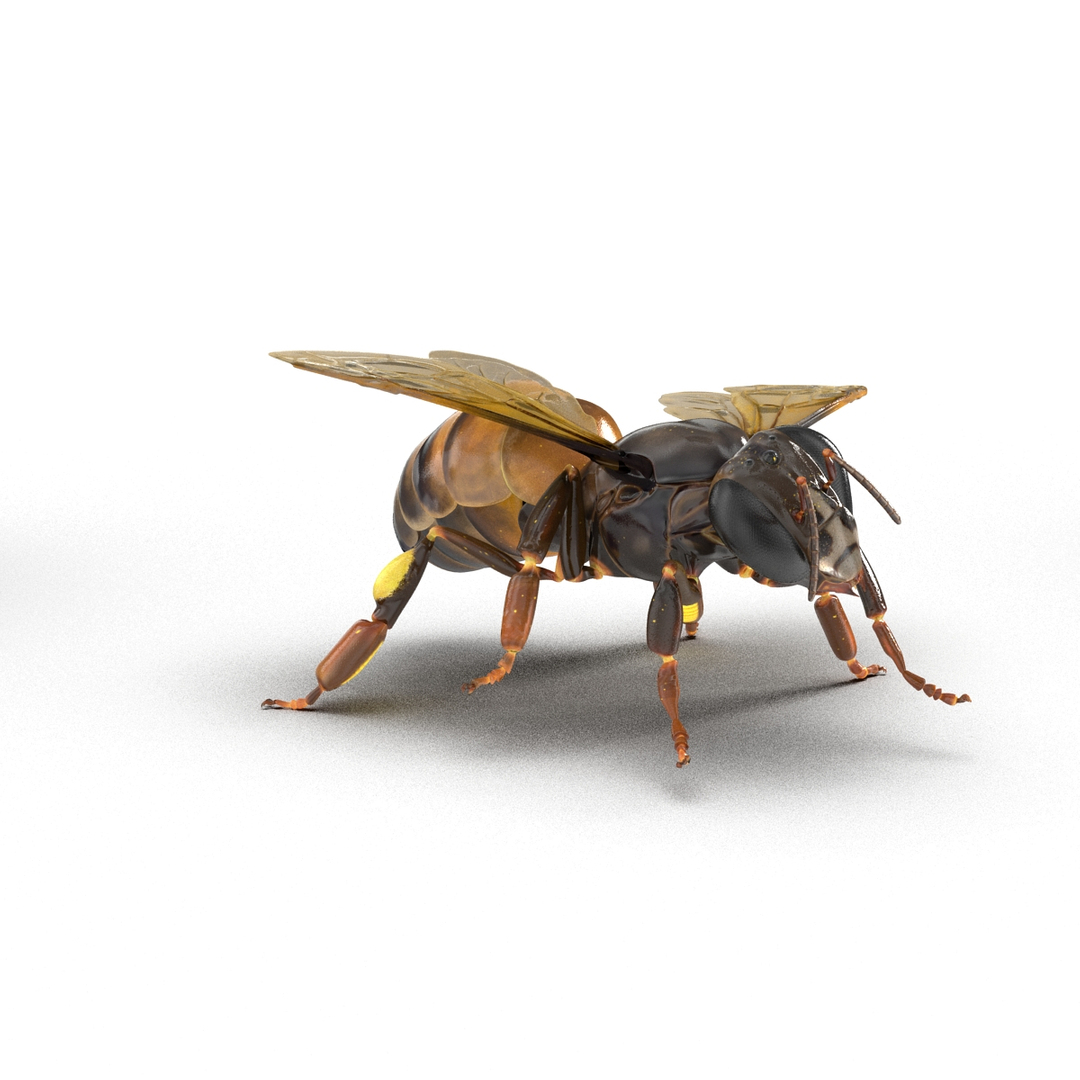 3d Model Honey Bee Pose 4