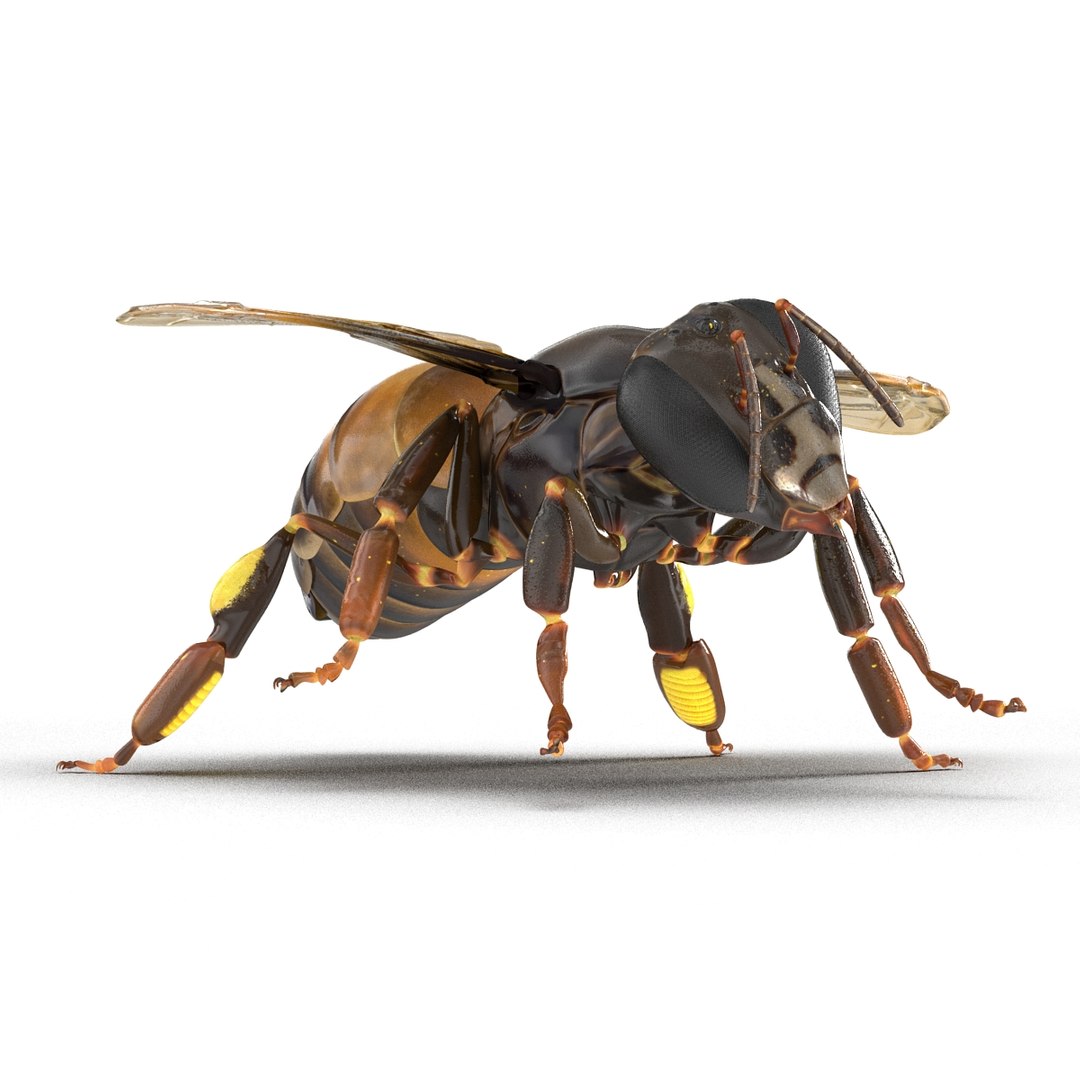 3d Model Honey Bee Pose 4