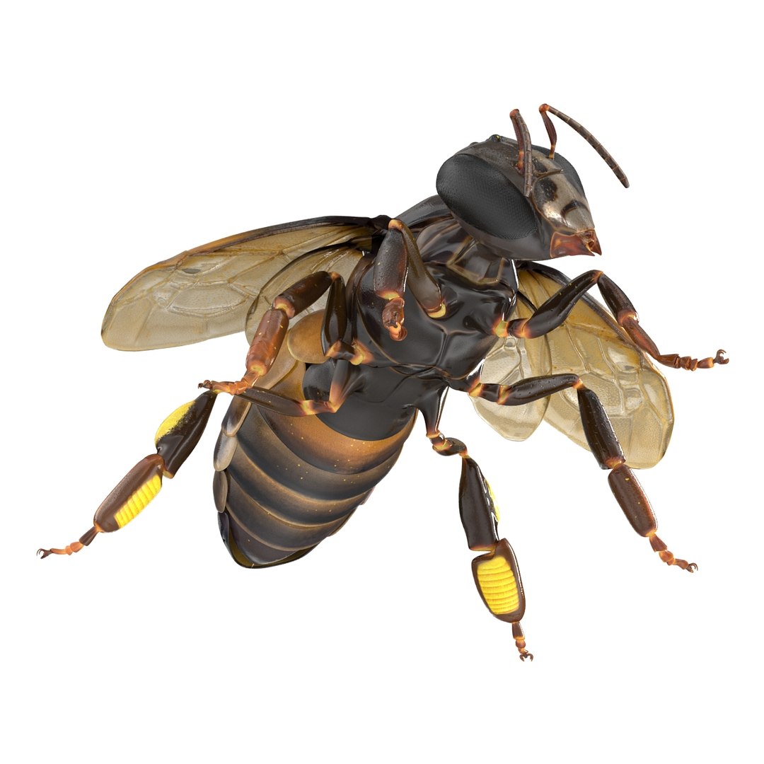 3d Model Honey Bee Pose 4