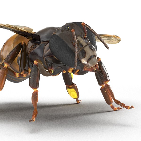 3d model honey bee pose 4
