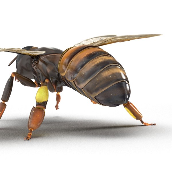 3d model honey bee pose 4