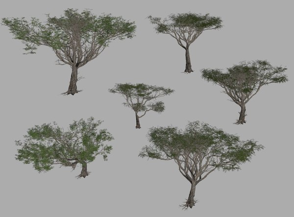 3d acacia tree model