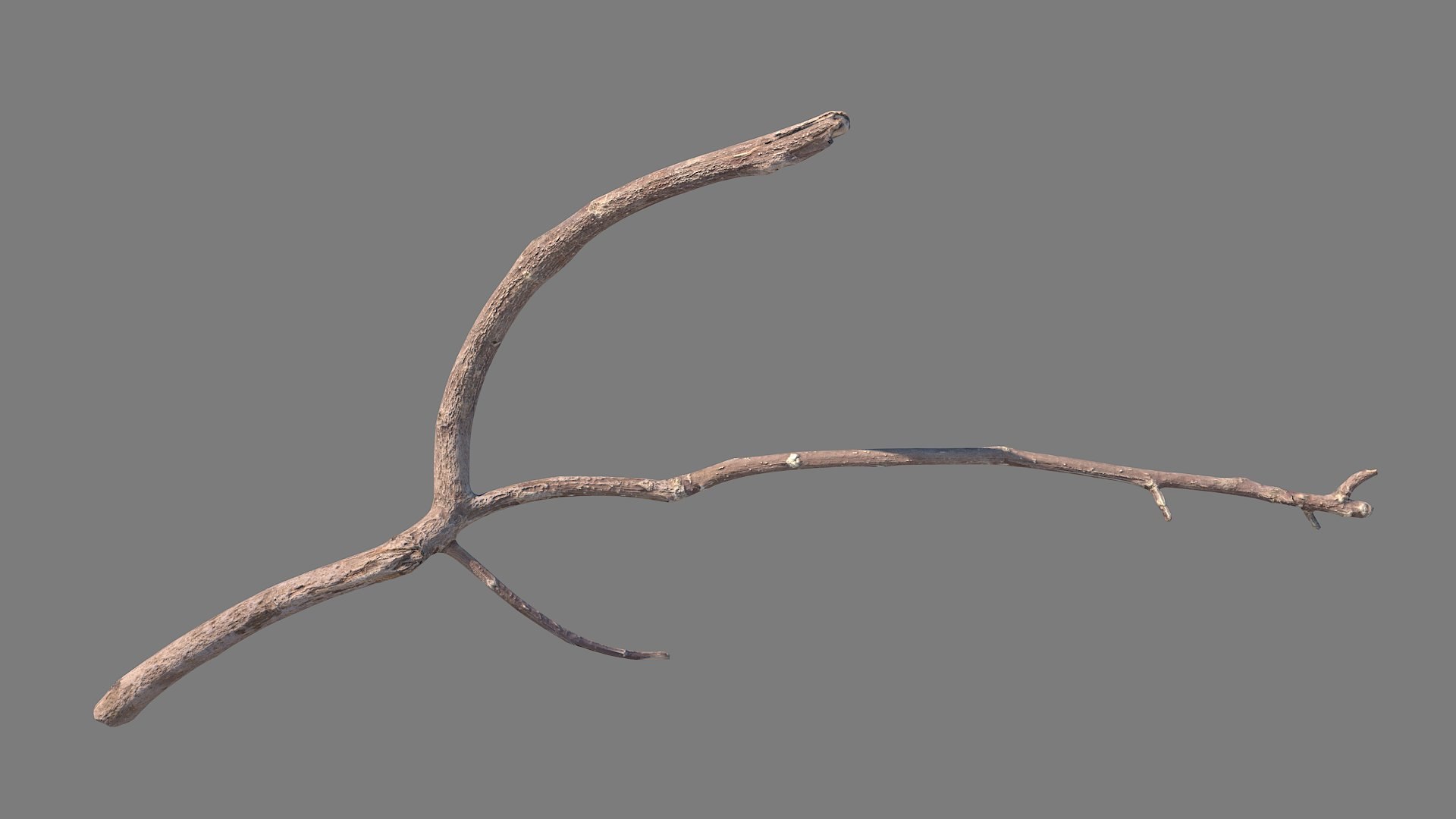 Twig Scanned 13 3D Model - TurboSquid 2088638